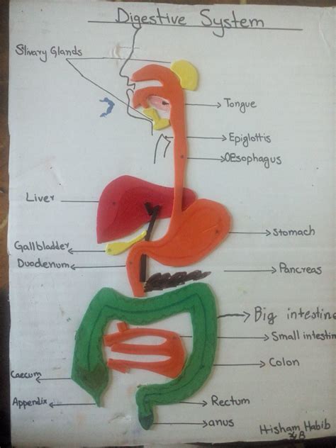 How To Make A Digestive System Model Using Recycled Materials