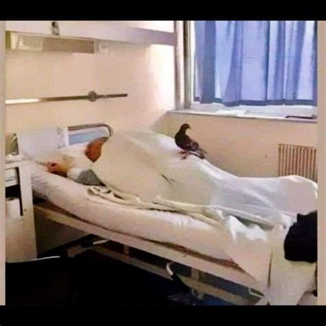 Jitender Kumar Yadav On Linkedin Hospital Nurse Birds