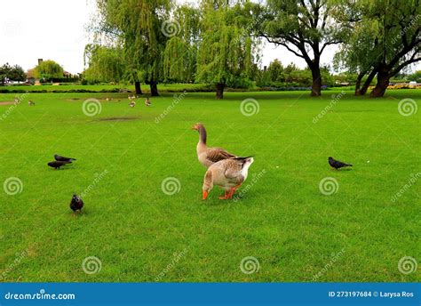 Beautiful Perigord Geese Walk On Green Lawn In Summer On Goose Farm