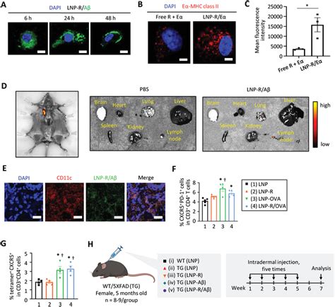 Lnp‐raβ Induces Anti‐aβ Antibody Production And Aβ Plaque Removal In