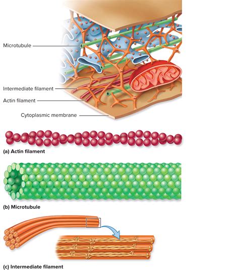 Cytoskeleton In 2024 Cell Biology Teaching Biology Biology Facts