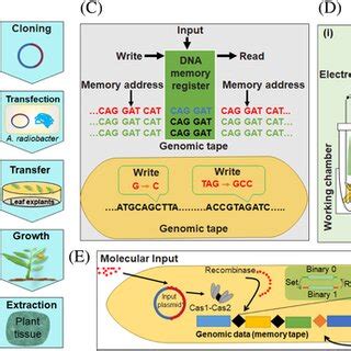 Overview Of The Significant Steps Of Digital Data Storage In DNA Data Download Scientific