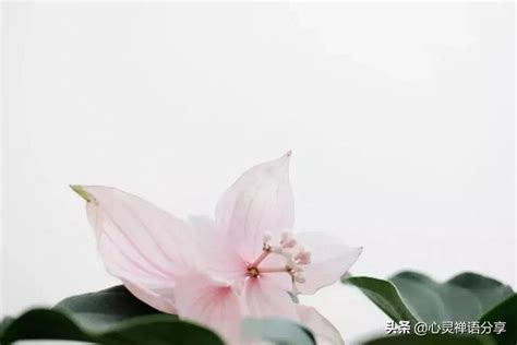 餘生只求相處不累 每日頭條