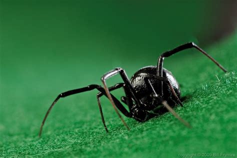 Black Widow Spider Eyes