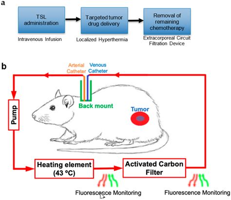 a treatment sequence a tumor bearing rodent is infused with tsl dox