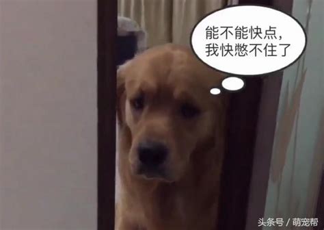 金毛這傢伙實在是太無語了，主人上個廁所都被它給追趕著 每日頭條