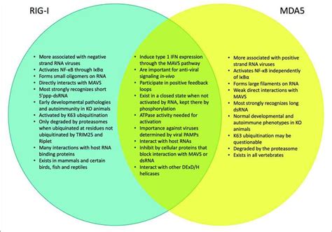 dna vs rna understanding the venn diagram worksheet