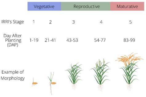Weed Detection In Rice Fields Using Remote Sensing Technique A Review