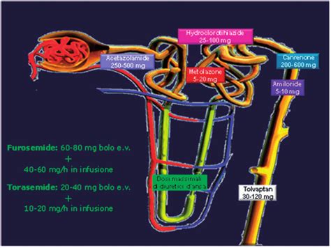 Sequential Nephron Blockade Download Scientific Diagram