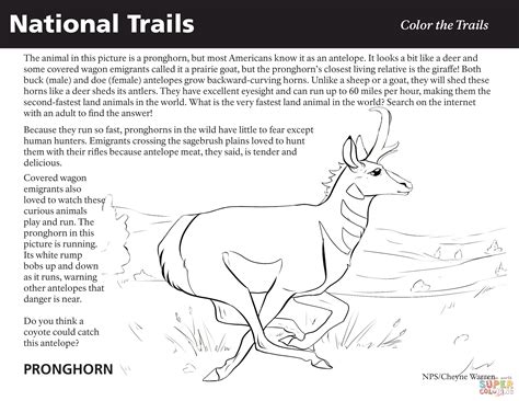 Pronghorn Coloring Page Free Printable Coloring Pages