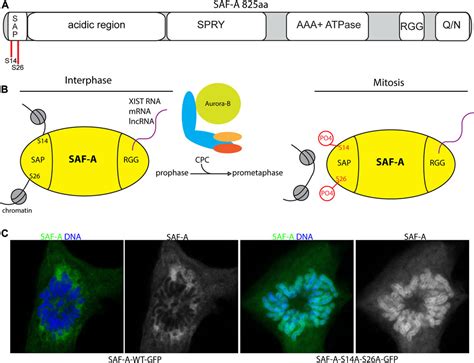Frontiers Dynamic Redistribution And Inheritance Of Chromatinrna