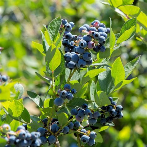 blueberries instance segmentation dataset by as