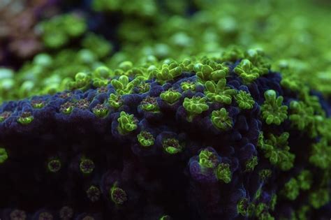 Shiny Silicobra Reaction R Poketube