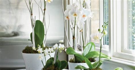 Чим не можна підживлювати орхідею 4 заборонені добрива
