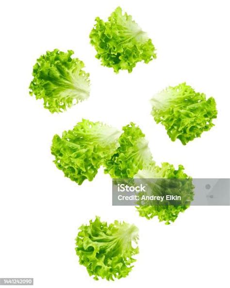떨어지는 샐러드 양상추 잎 흰색 배경에 격리 클리핑 경로 전체 피사계 심도 떨어짐에 대한 스톡 사진 및 기타 이미지 떨어짐 상추 0명 Istock