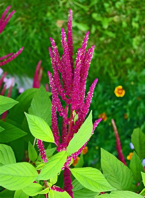 Amaranthus Cruentus