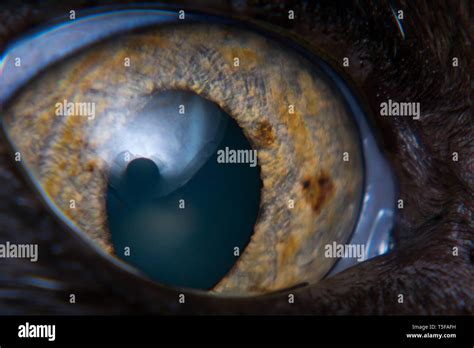 Iris Melanom Fotos Und Bildmaterial In Hoher Auflösung Alamy