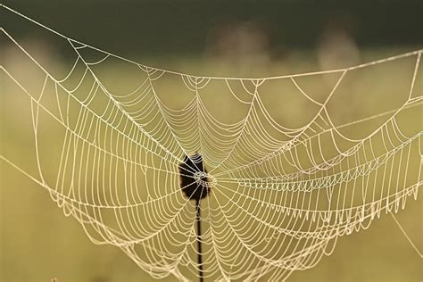 자연 떨어지다 거미줄 이슬 Pixabay의 무료 사진