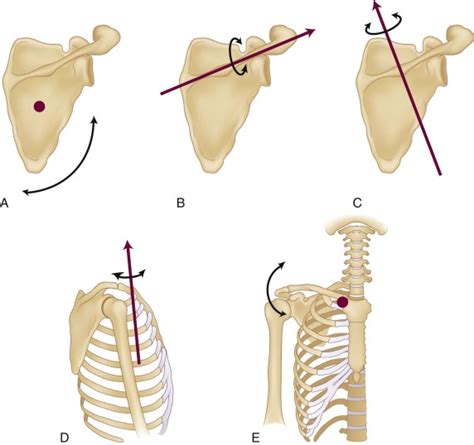 Examination And Management Of Scapular Dysfunction Musculoskeletal Key