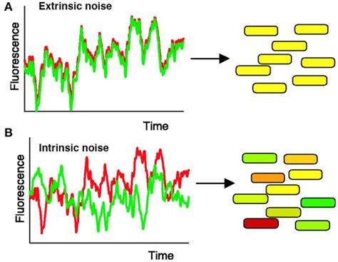 Measuring Intrinsic And Extrinsic Noise In E Coli Intrinsic Noise Can