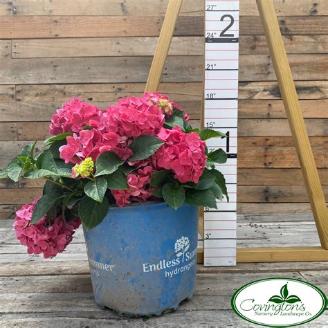 Hydrangea Summer Crush® Covingtons