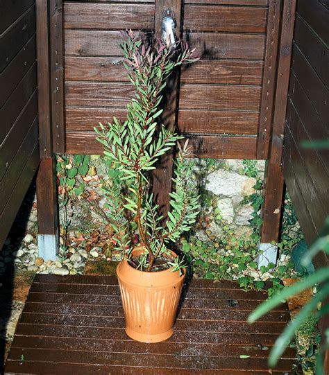 Duarte Macetero De Barro Torneada A Mano Casa Atlântica