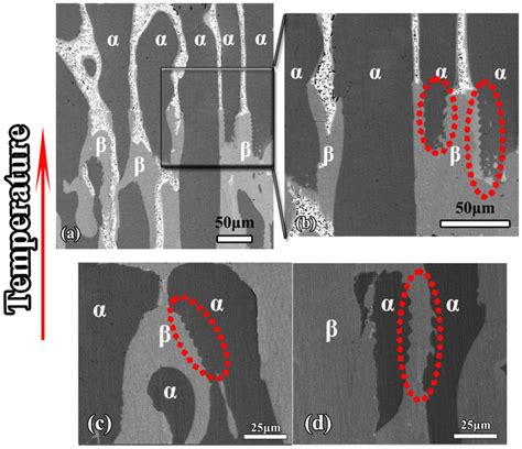 On Oscillatory Microstructure During Cellular Growth Of Directionally Solidified Sn 36atni