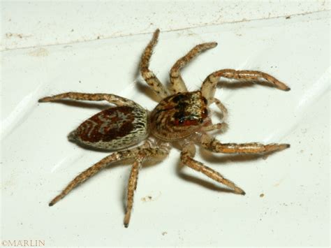 Dimorphic Jumping Spider North American Insects And Spiders