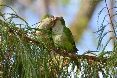 A Pair Of Monk Parakeet Myiopsitta Monachus Or Quaker Parrot Cuddling