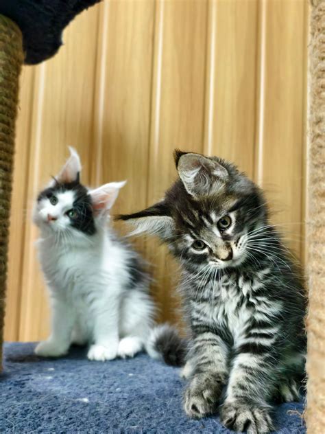 Thaicoon Cattery ฟาร์มแมวเมนคูน