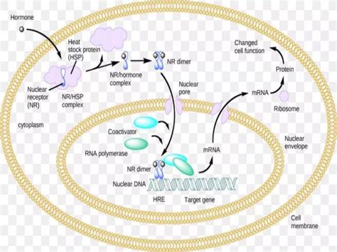 Types Of Receptor Signal Transduction Pathways Pptx