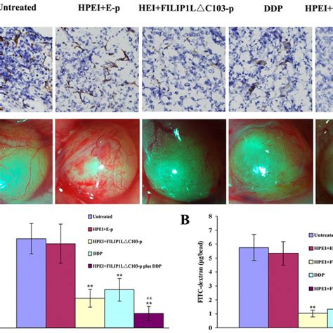 Effect Of The Combination Treatment On Angiogenesis Inhibition Of