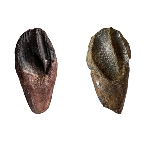 Collecting Fossils A Beginners Guide To Buying Fossils Online