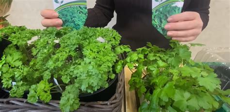 Як посадити і виростити петрушку головні помилки яких потрібно уникати Politeka