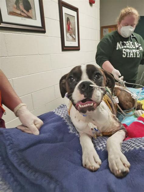 Msu Vet Med Alumni On Linkedin Meet Kyia