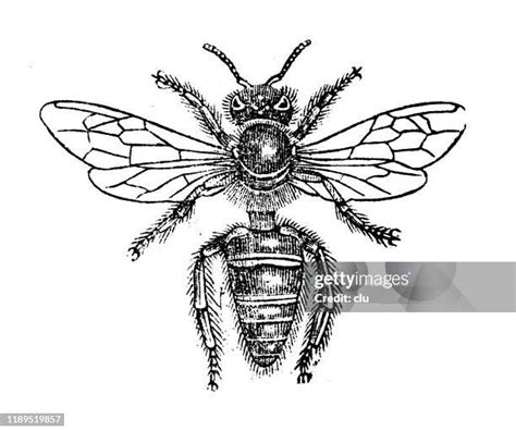 215 Honey Bee Drawing High Res Illustrations Getty Images