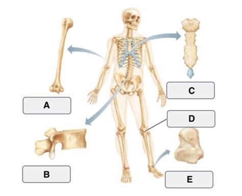 Chapter Reading Homework Osseous Tissues Exam Flashcards Quizlet