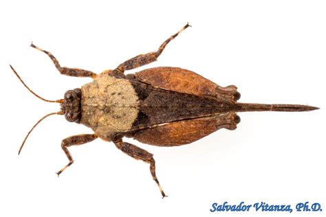 Orthoptera Tetrigidae Paratettix Mexicanus Mexican Pygmy Grasshopper A