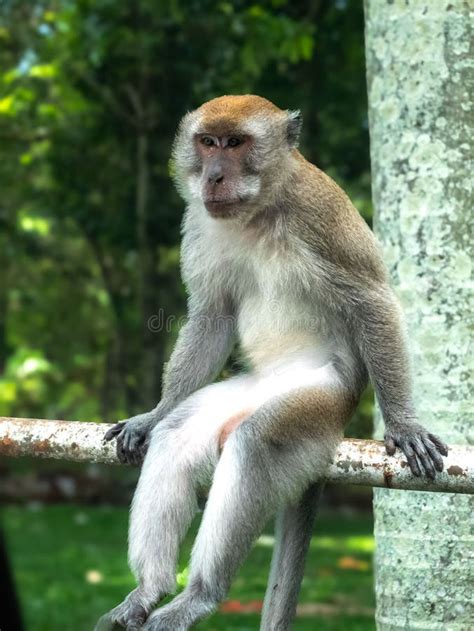 Monkey Sitting And Resting On A Pole Looking Melancholy And Thinking