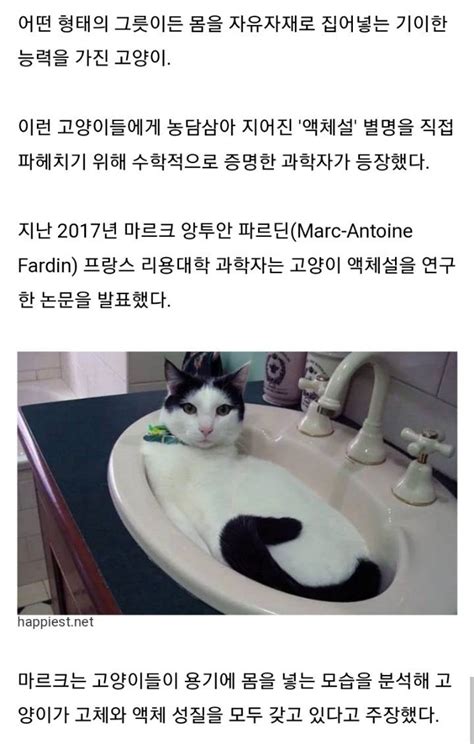 고양이 액체설 연구해 논문발표한 과학자 인스티즈instiz 이슈 카테고리