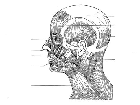 Muscles Head Neck Diagram Quizlet