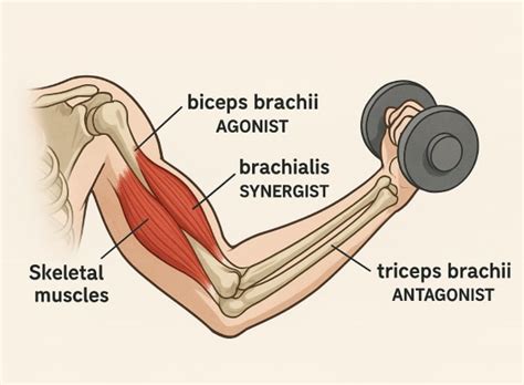 Shoulder Horizontal Flexion Agonist And Antagonist