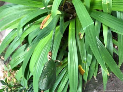 鸢尾花bp算法实现 Pythonbp算法实现鸢尾花分类问题python Csdn博客