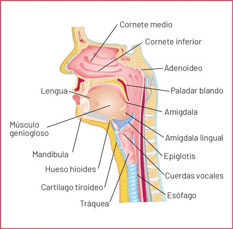 What Does Garganta Mean In Spanish At Amy Leighton Blog