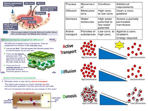 Osmosis Definition And How Does It Occur With Diagram