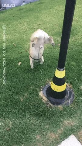 Coolest Way To Pee  Funny  Vif