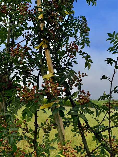 Zanthoxylum Giraldii Rezo Plant