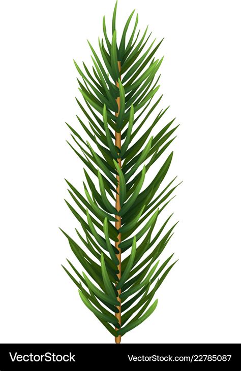 One Single Realistic Spruce Or Pine Branch Leaf Vector Image