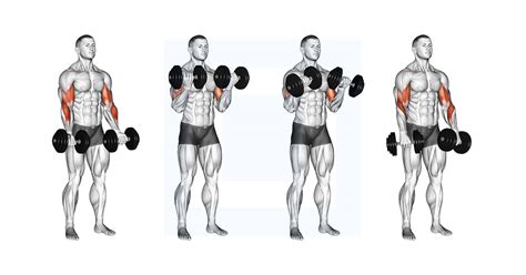 Dumbbell Zottman Curl Guide Benefits And Form