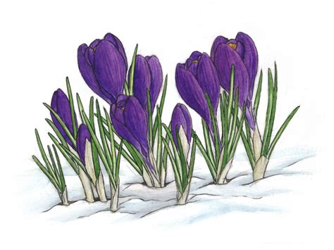 Crocus Drawing At GetDrawings Free Download